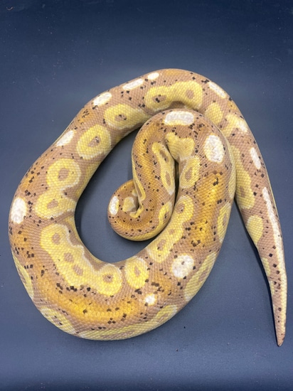 Banana Cinnamon Ball Python by Patriotic Exotics