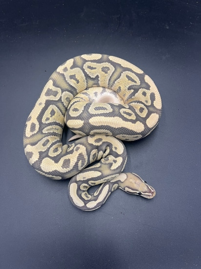 Ember Hypo Ball Python by Patriotic Exotics