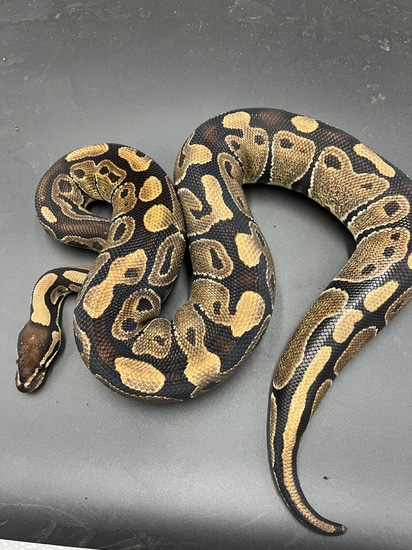 Normal Ball Python by Patriotic Exotics