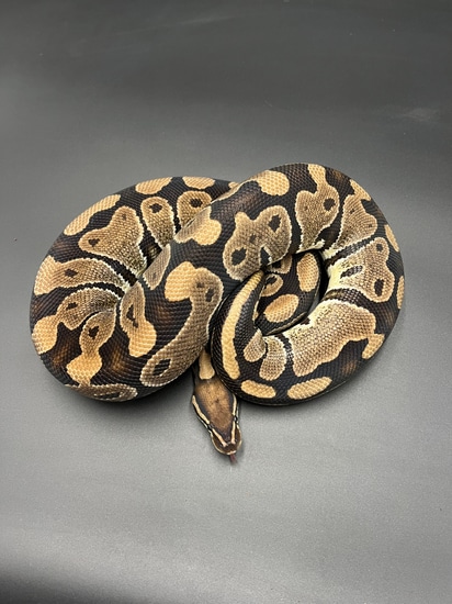 Normal Ball Python by Patriotic Exotics
