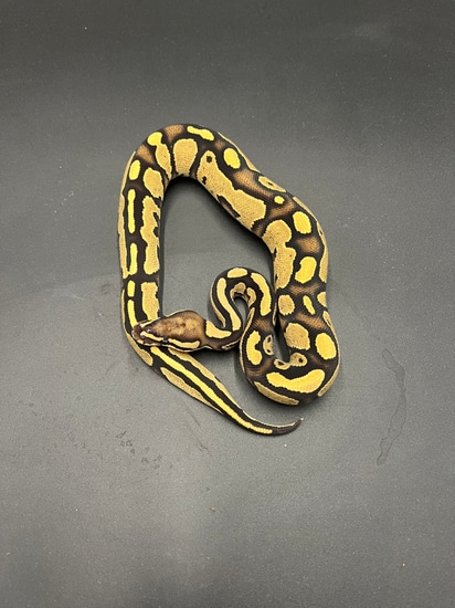 Ember DH Hypo Pied Ball Python by Patriotic Exotics