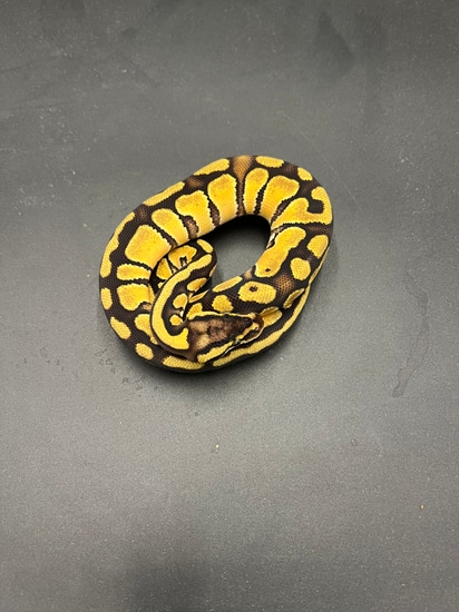Enchi Pastel Het Hypo Ball Python by Patriotic Exotics