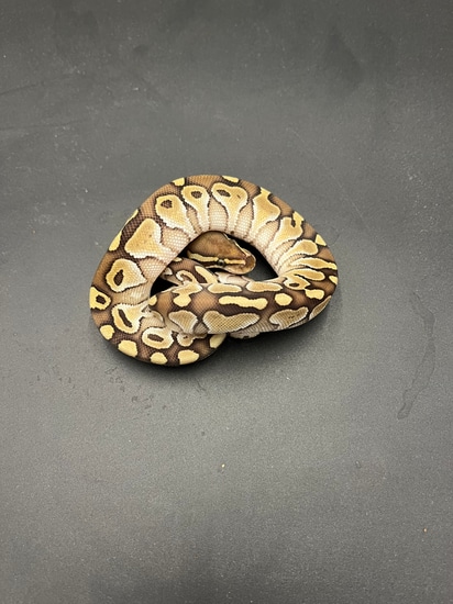 Lesser Het Hypo Ball Python by Patriotic Exotics