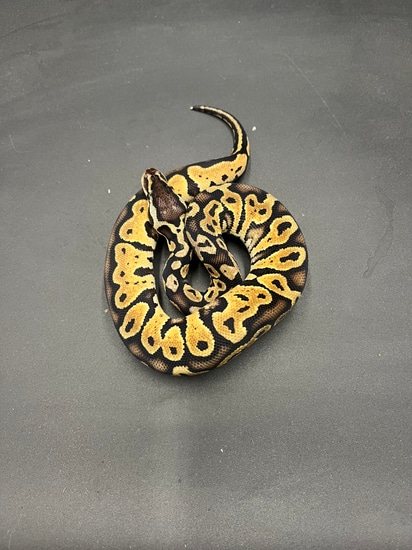 Pastel 50% DH Hypo Clown Ball Python by Patriotic Exotics