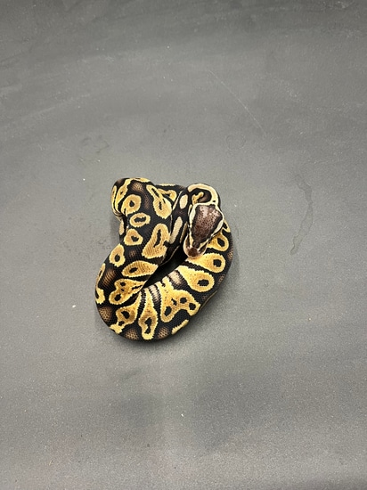 Pastel 50% DH Hypo Clown Ball Python by Patriotic Exotics