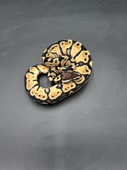 Pastel Ball Python by Patriotic Exotics