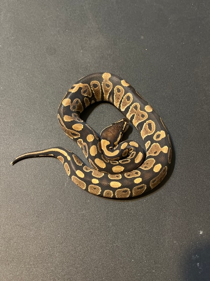 50% DH Hypo Clown Ball Python by Patriotic Exotics