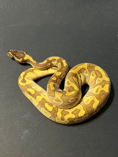 Super Enchi Mojave Ball Python by Patriotic Exotics