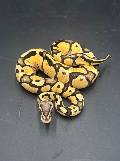 Pastel Fire Ball Python by Patriotic Exotics