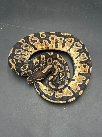 Blitz Ball Python by Patriotic Exotics