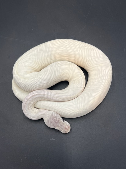 Super Mojave YB Het Hypo Ball Python by Patriotic Exotics