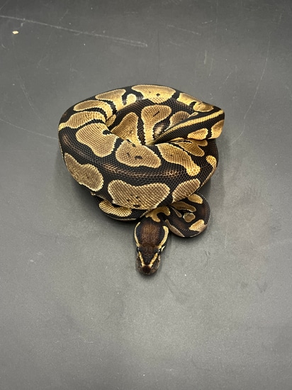 Het Pied Ball Python by Patriotic Exotics