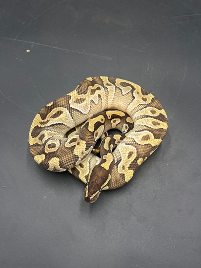Enchi Mojave Ball Python by Patriotic Exotics