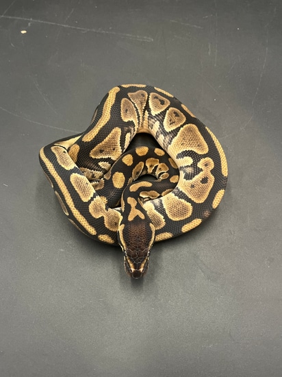 DH Hypo Clown Ball Python by Patriotic Exotics