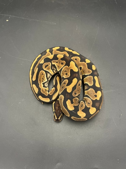 DH Hypo Clown Ball Python by Patriotic Exotics