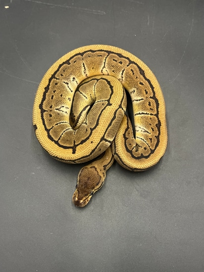 Pinstripe DH Hypo Clown Ball Python by Patriotic Exotics