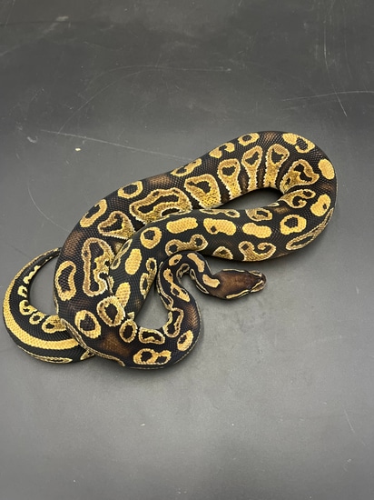 Blitz Ball Python by Patriotic Exotics