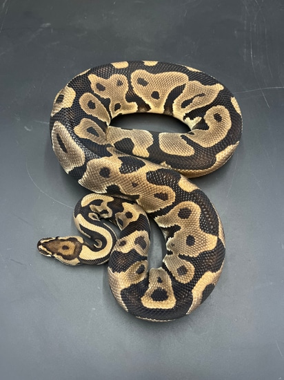 RTB Leopard Het Clown Ball Python by Patriotic Exotics
