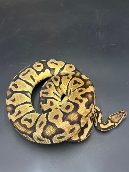 RTB Pastel Het Clown Ball Python by Patriotic Exotics