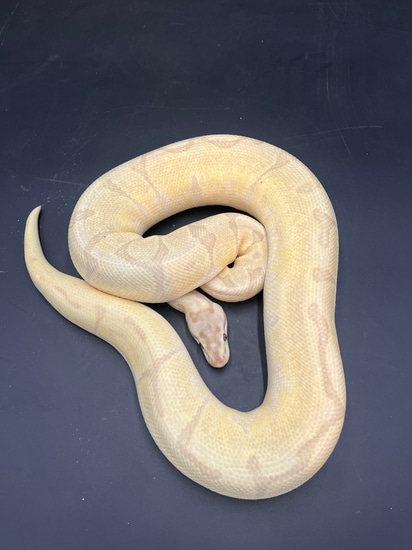 Banana Mojave Enchi Bee Ball Python by Patriotic Exotics