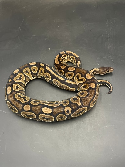 RTB Cinnamon Ball Python by Patriotic Exotics