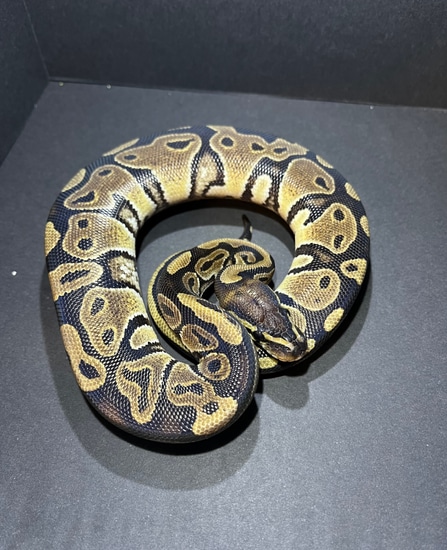 Het Genetic Stripe Pos Het Albino/Candy Ball Python by Patriotic Exotics