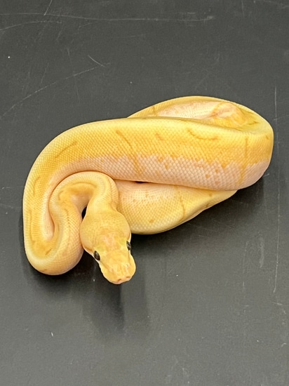 Banana Super Enchi Pinstripe Spider Ball Python by Patriotic Exotics