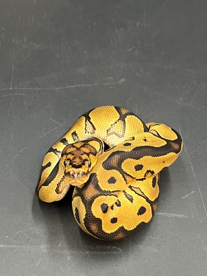 YB Clown Ball Python by Patriotic Exotics