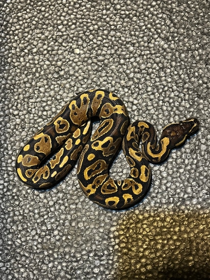 YB Ball Python by Patriotic Exotics