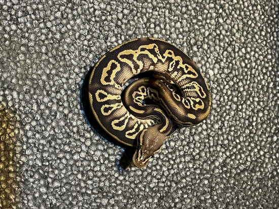 Pastel Leopard Mojave Het Hypo Ball Python by Patriotic Exotics