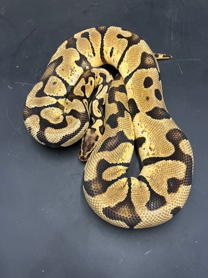 Proven Enchi Pastel YB Ball Python by Patriotic Exotics