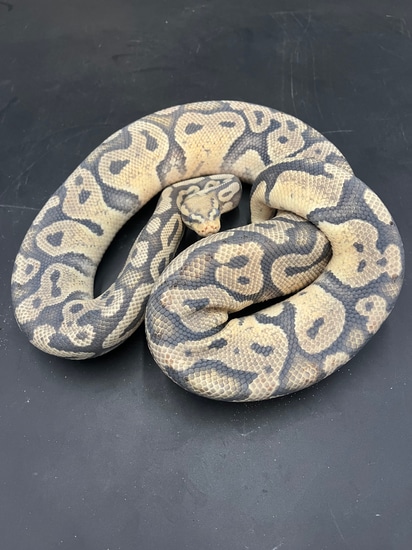 Proven Pastel Hypo Ball Python by Patriotic Exotics