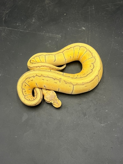 Pastel Enchi Pinstripe Hypo Ball Python by Patriotic Exotics