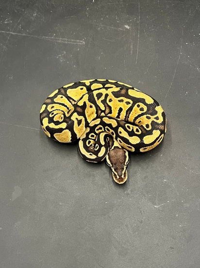 Pastel Ball Python by Patriotic Exotics