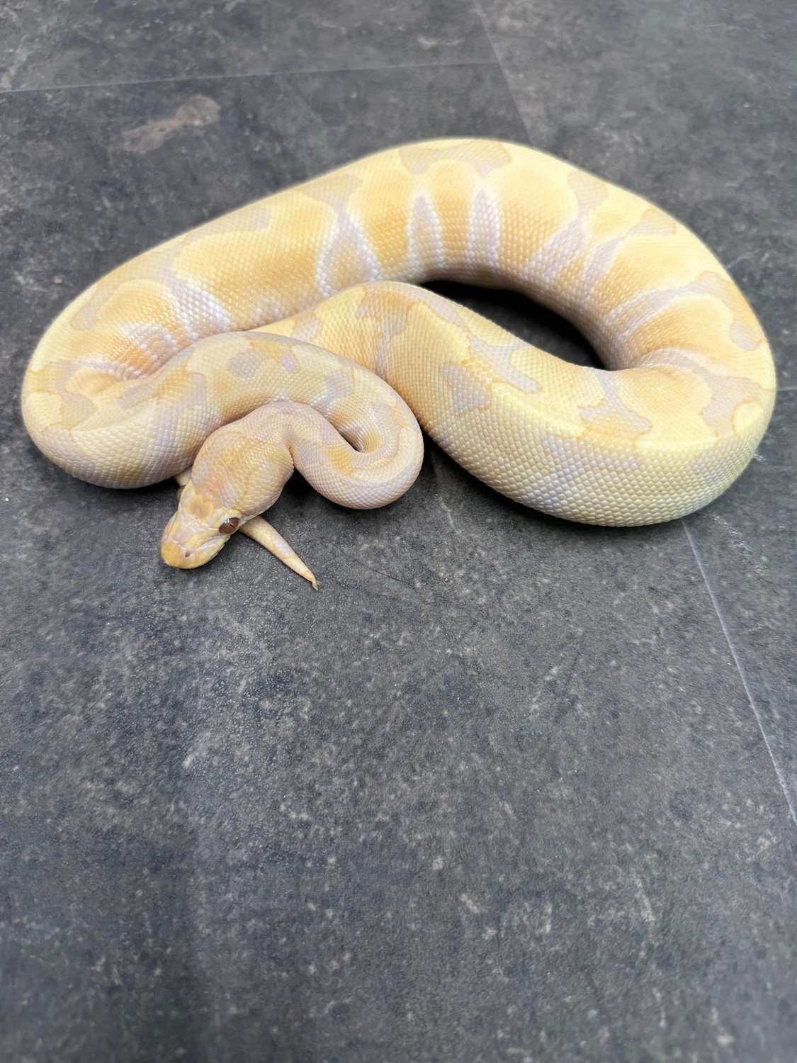 Albino Enchi Ball Python by Jazzy Exotics - MorphMarket