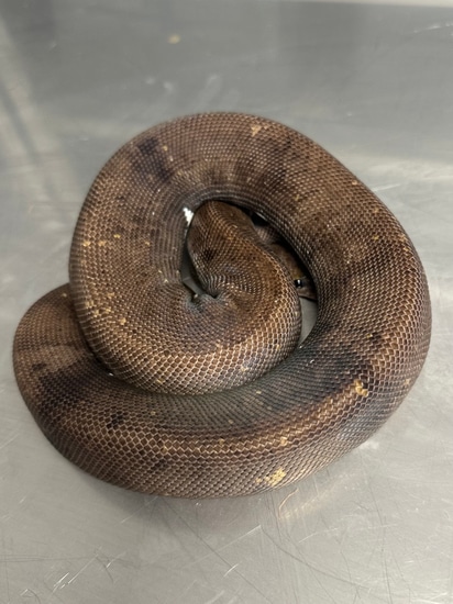Urban Camo Ball Python by Jazzy Exotics