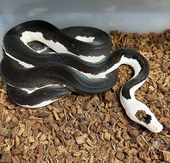 Pied Reticulated Python by Jazzy Exotics