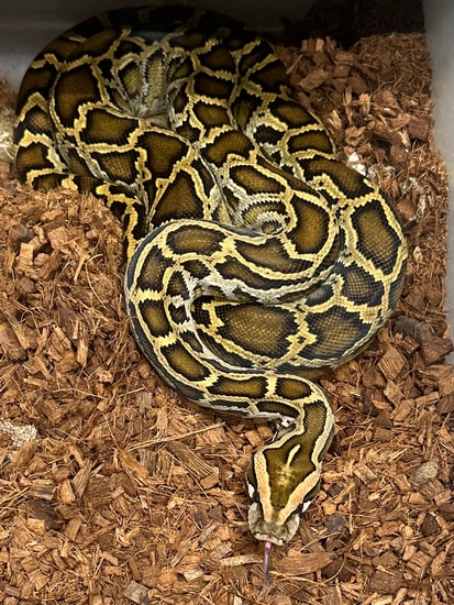 PAIR* DH Caramel Albino Pied Burmese Python by Jazzy Exotics