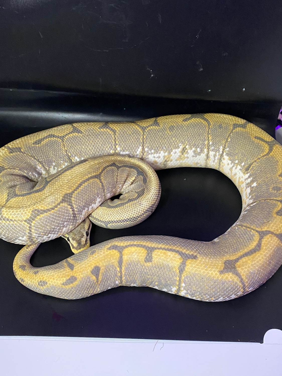 Honeybee Ball Python by Lunar_exotics - MorphMarket