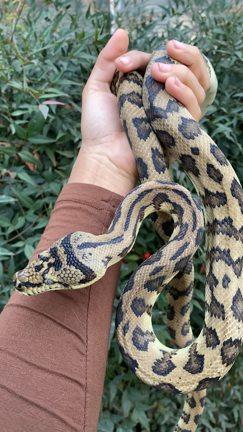 Subadult Female Irian Jaya Carpet Python by Lunar_exotics - MorphMarket
