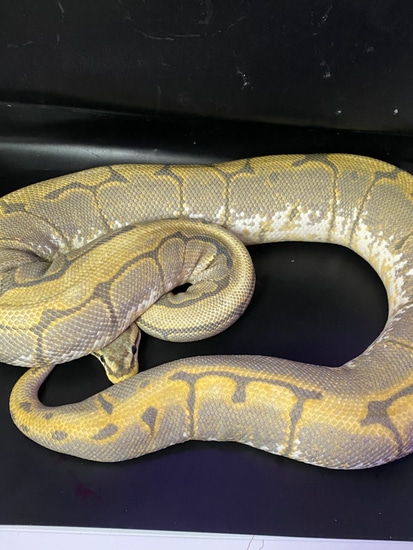 Honeybee Ball Python by Lunar_exotics