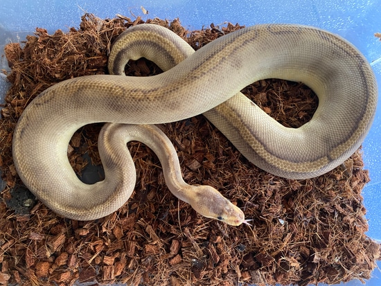 Ghi Champagne Ball Python by Lunar_exotics