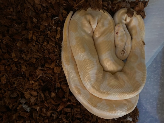 Albino Ball Python by Lunar_exotics