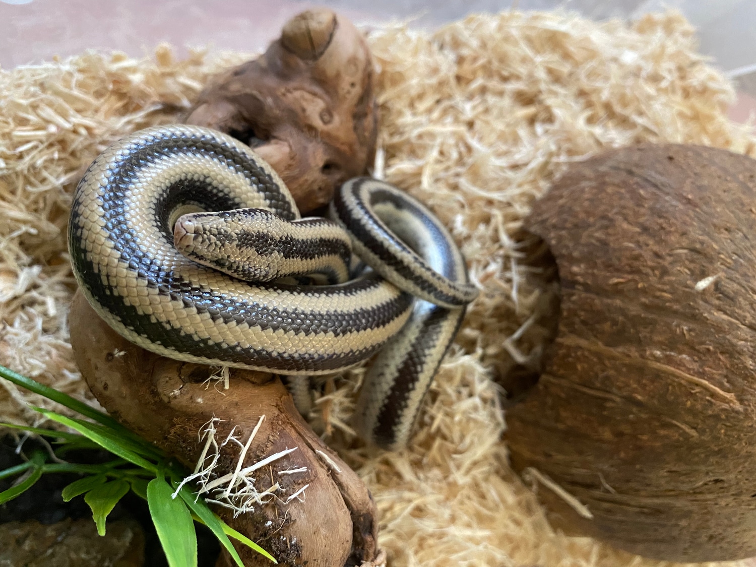 Melanistic Bay Of LA Rosy Boa by Lunar_exotics - MorphMarket