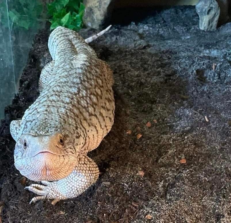 Adult Female Savannah Monitor by Lunar_exotics - MorphMarket