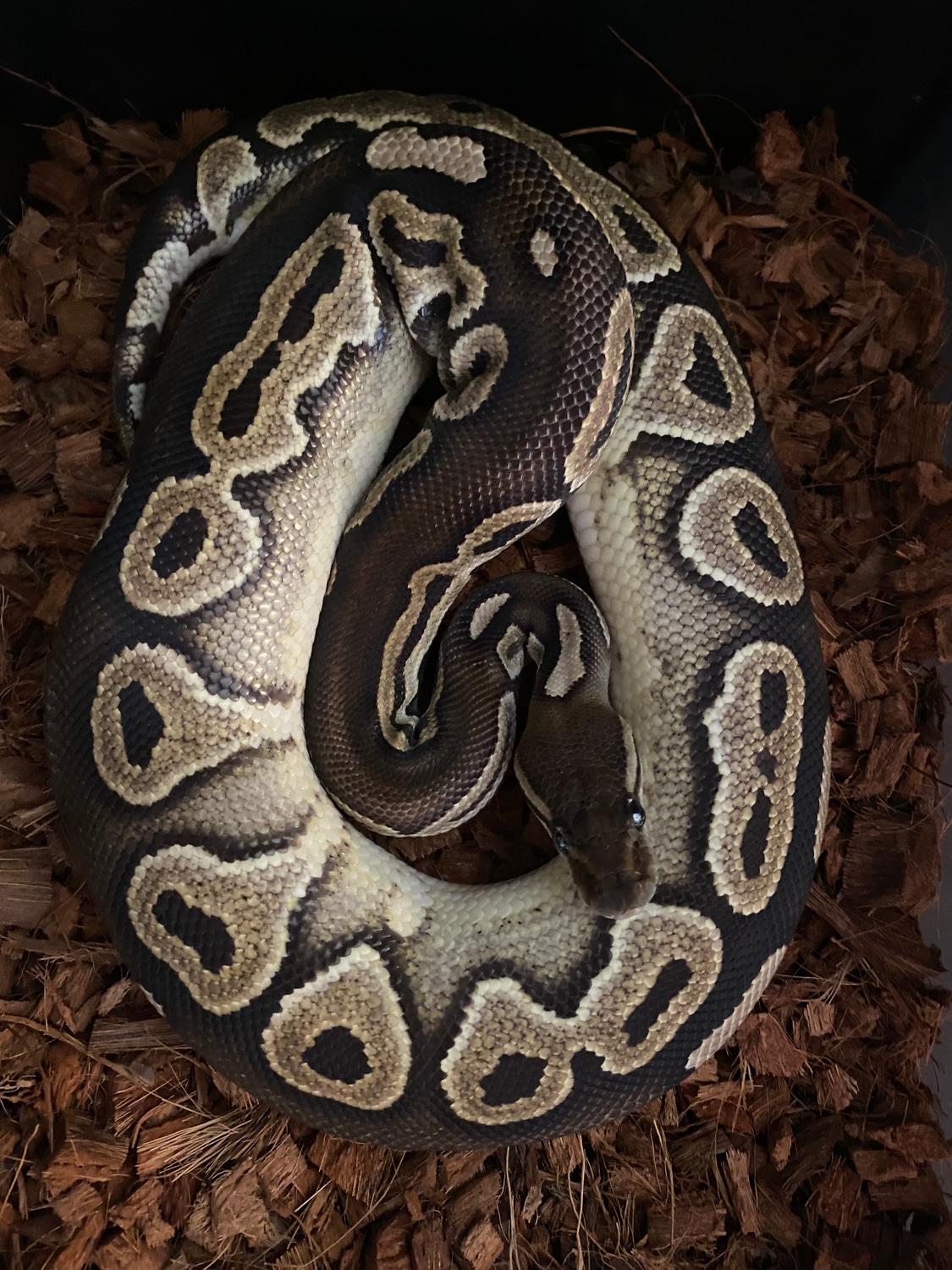 Cinnamon Mojave Ball Python by Lunar_exotics - MorphMarket
