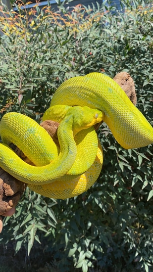 Female Sorong Green Tree Python by Lunar_exotics