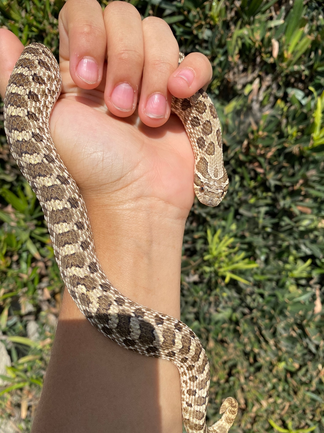 2020 Female Western Hognose by Lunar_exotics - MorphMarket
