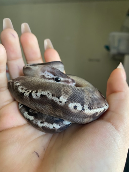 Ghi Pewter Pos Enchi Het Hypo Ball Python by Lunar_exotics