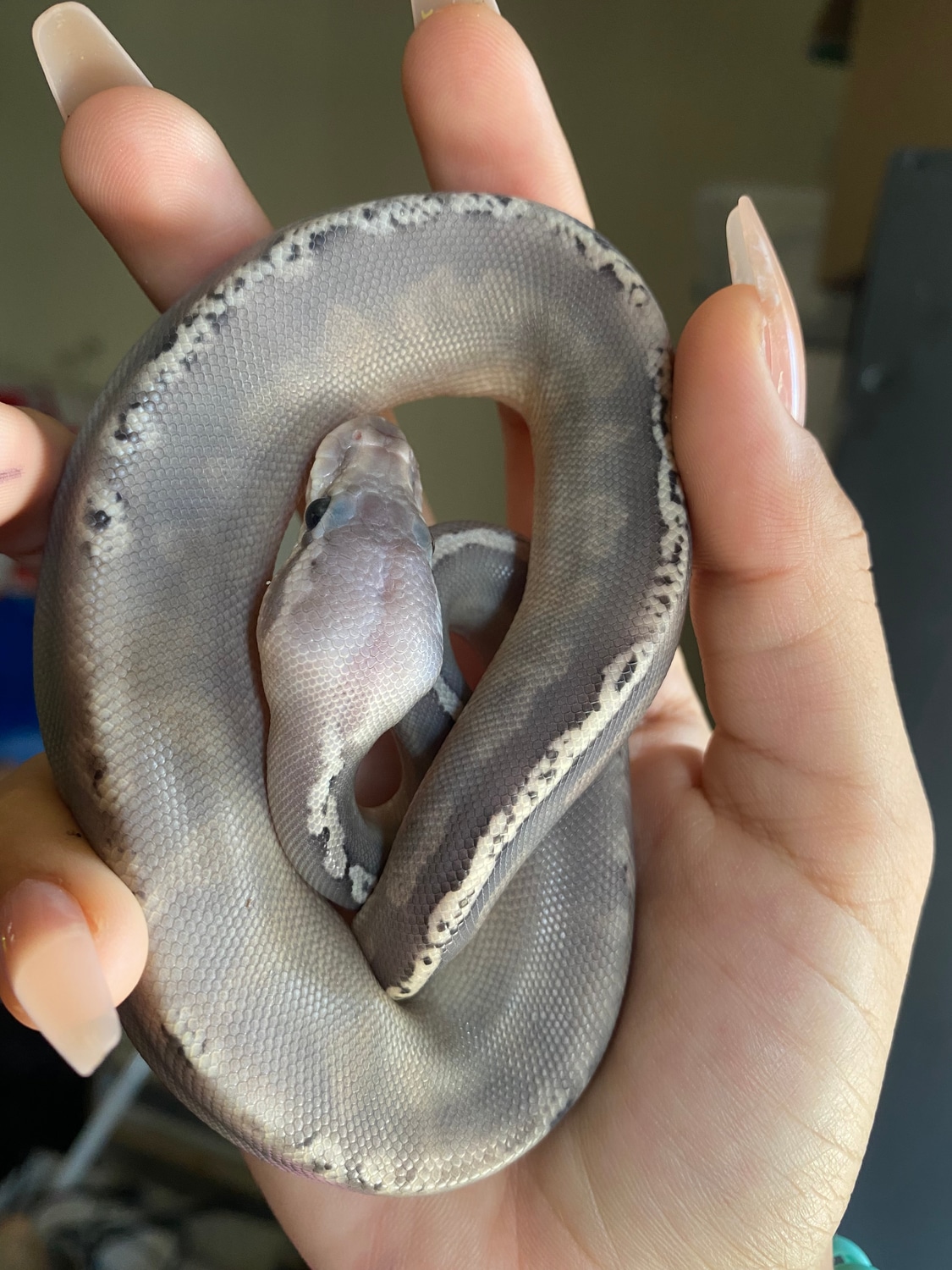 Ghi Pewter Hypo Pos Enchi Ball Python by Lunar_exotics - MorphMarket